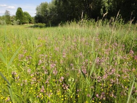 Clé simplifiée pour la caractérisation des prairies humides | CBNBL
